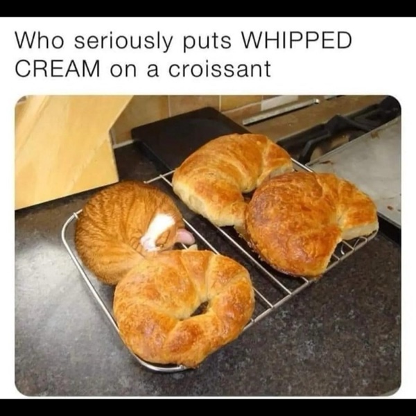 Clean Memes – Page 16 – The best and most clean memes online.