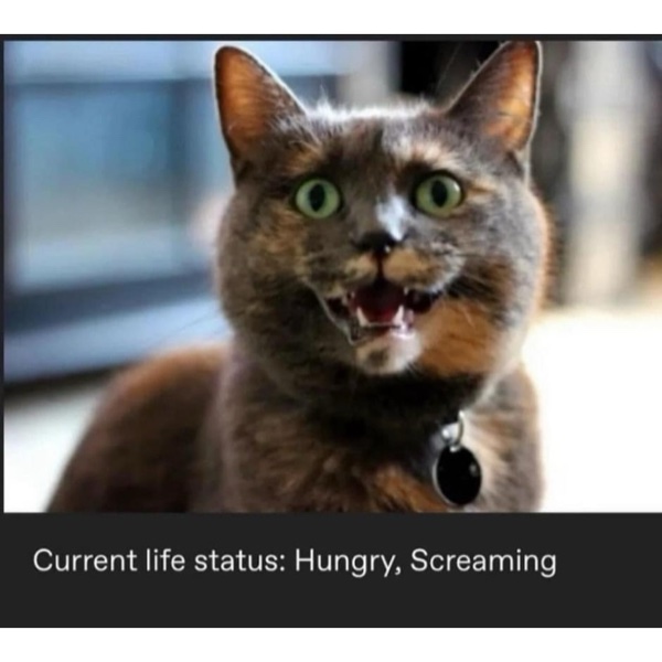 Cat meme drop 7-21-24 – Clean Memes