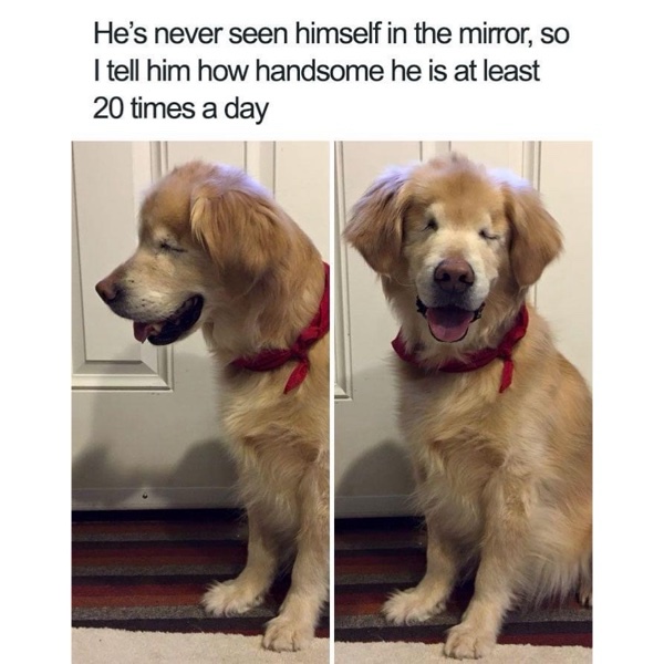 Dog Memes – Clean Memes