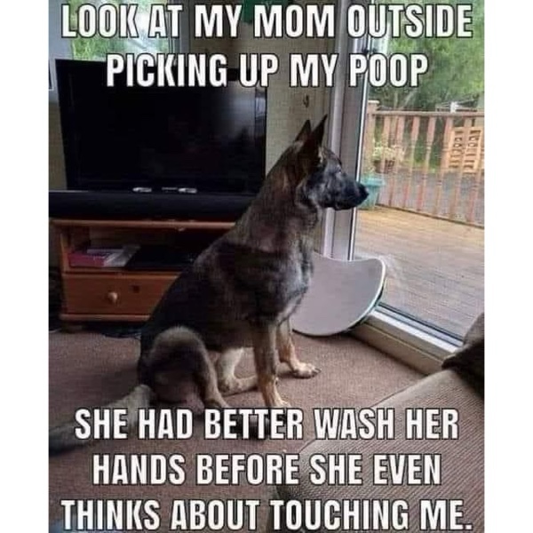 Dog Memes – Clean Memes