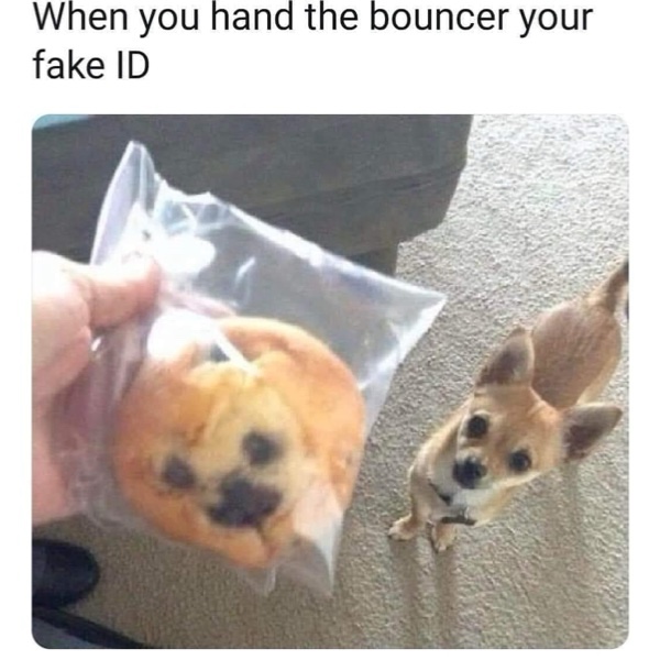 Dog Memes – Clean Memes