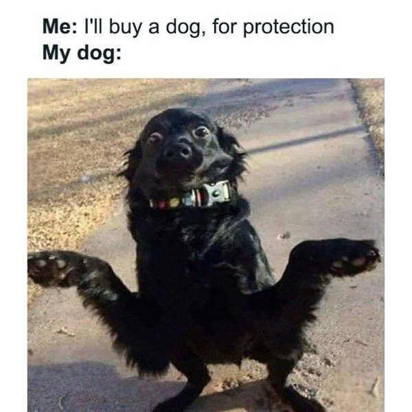 Dog Memes – Clean Memes