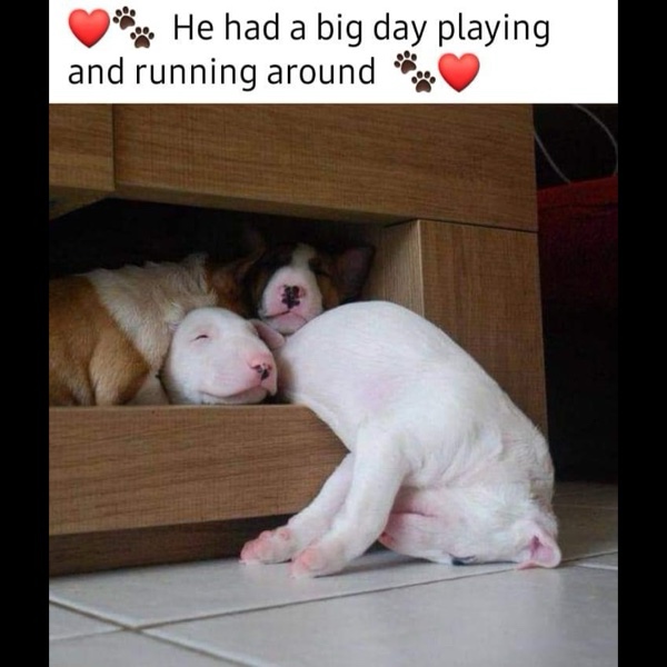 Dog Memes – Clean Memes