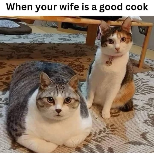 Cat meme drop 7-25-24 – Clean Memes