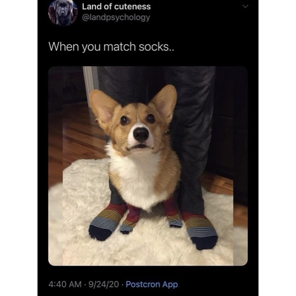 Dog Memes – Clean Memes