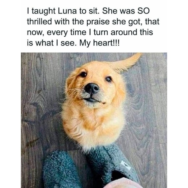 Dog Memes – Clean Memes