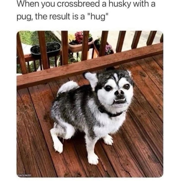 Dog Memes – Clean Memes