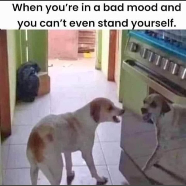 Clean Memes – The best and most clean memes online.