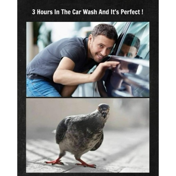 Clean Memes – Page 4 – The best and most clean memes online.