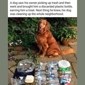 Dog Memes – Clean Memes