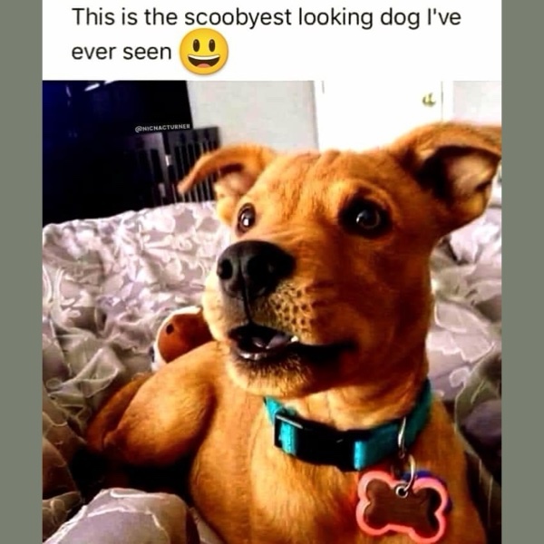 Dog Memes – Clean Memes