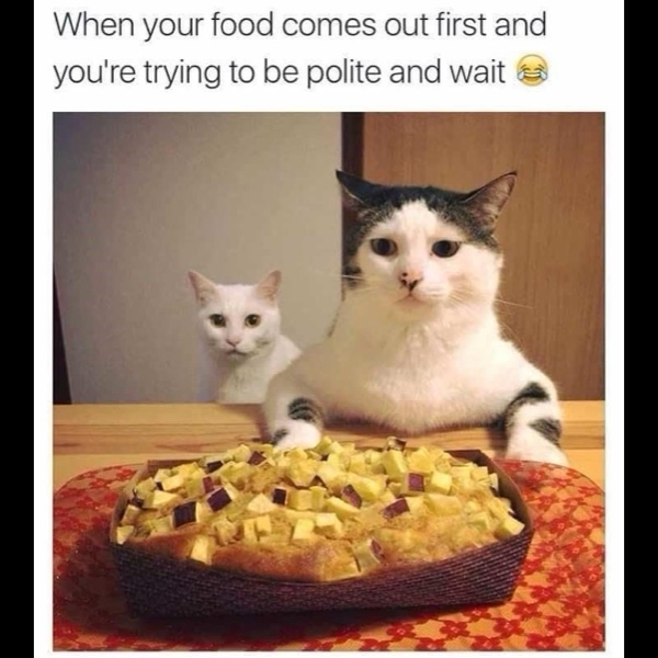 Clean Memes – The best and most clean memes online.