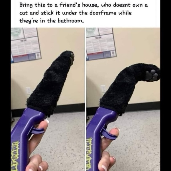 Cat Memes – Clean Memes