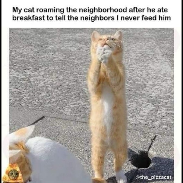 Cat Memes – Clean Memes