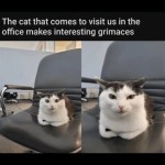 Cat Memes – Clean Memes