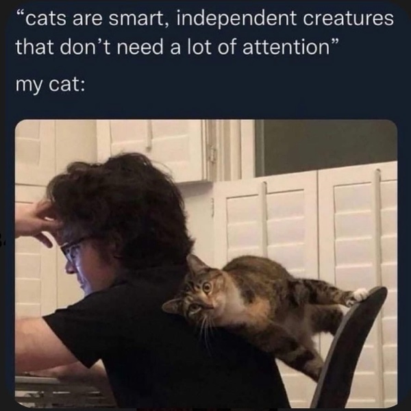 23 Cat memes 1-8-25 – Clean Memes