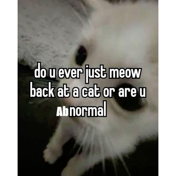 Cat Memes – Clean Memes