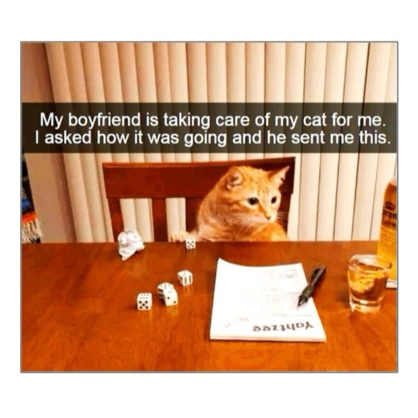 Cat Memes – Clean Memes