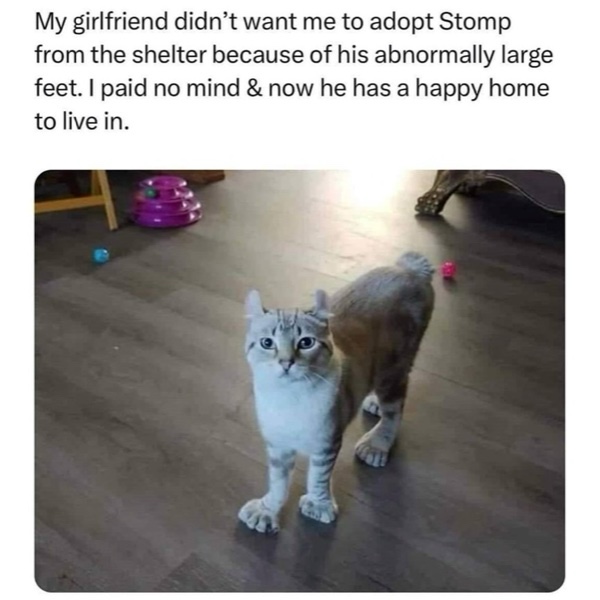 Cat Memes – Clean Memes