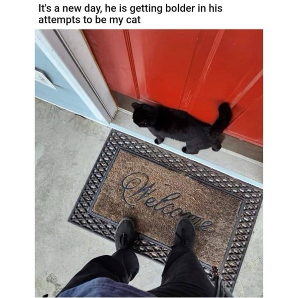 Cat Memes – Clean Memes