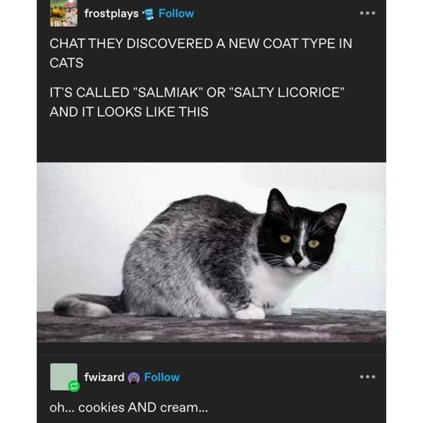 Cat Memes – Clean Memes