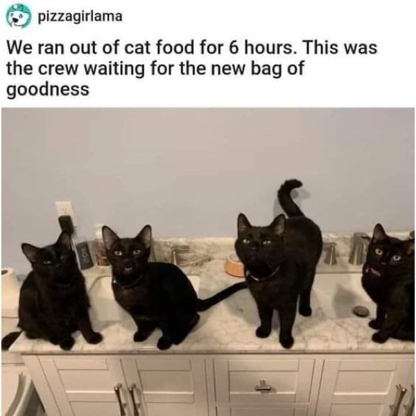 Cat Memes – Clean Memes