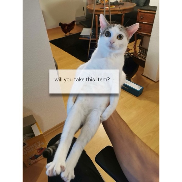 Cat Memes – Clean Memes