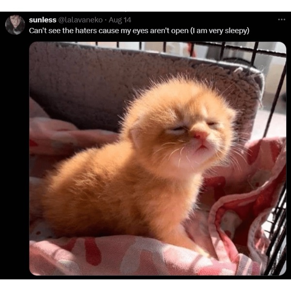 Cat Memes – Clean Memes