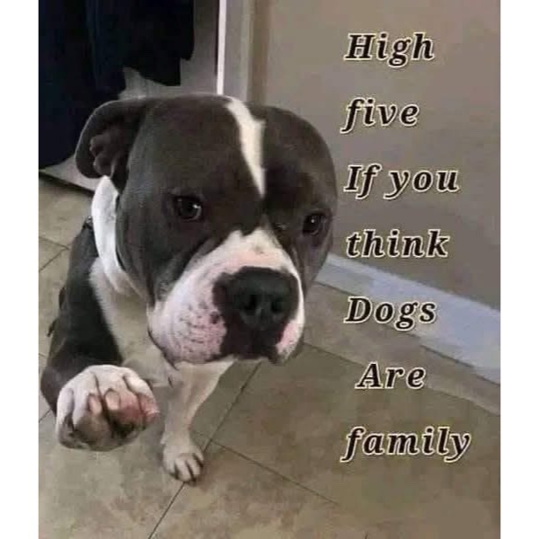 Dog Memes – Clean Memes