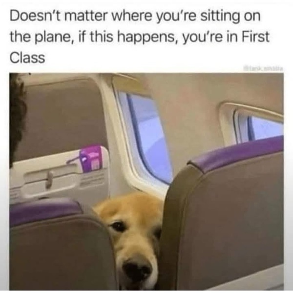 Dog Memes – Clean Memes