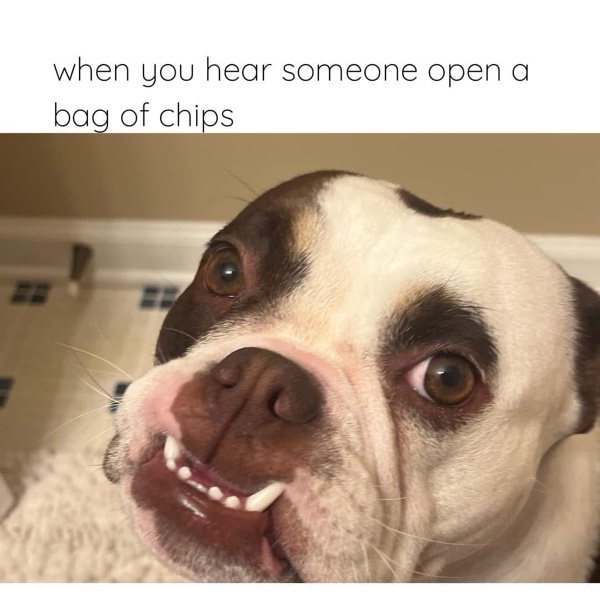 Dog Memes – Clean Memes