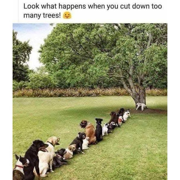 Dog Memes – Clean Memes