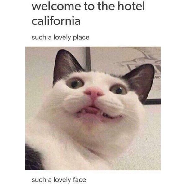 Clean Memes – The best and most clean memes online.