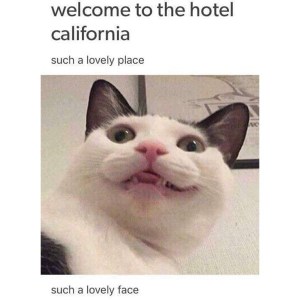 Clean Memes – The best and most clean memes online.