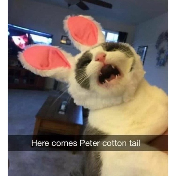 Clean Memes – The best and most clean memes online.