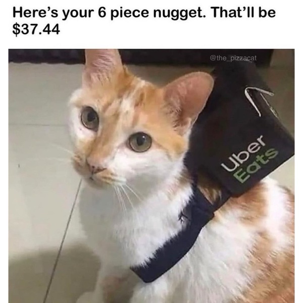 Cat Memes – Clean Memes