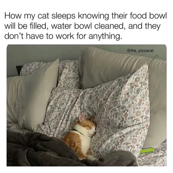 Cat Memes – Clean Memes