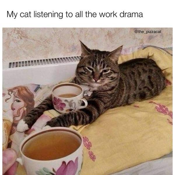 Cat Memes – Clean Memes