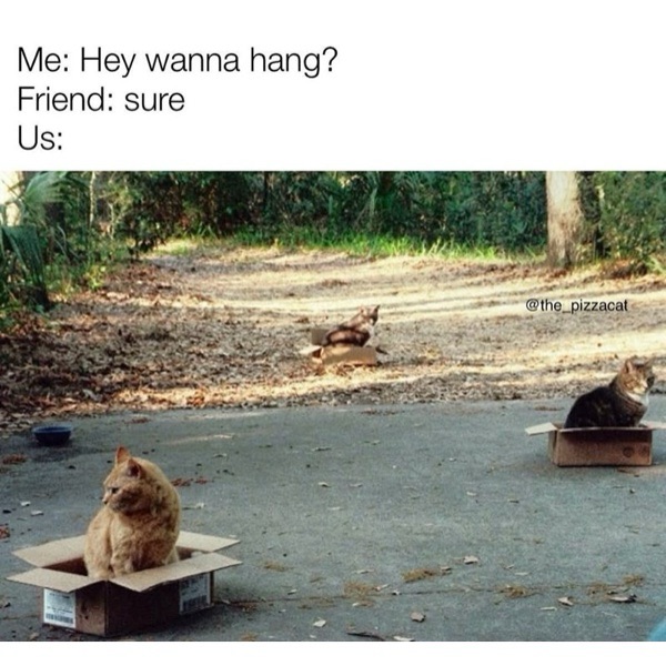 Cat Memes – Clean Memes