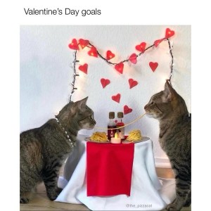 Cat Memes – Clean Memes