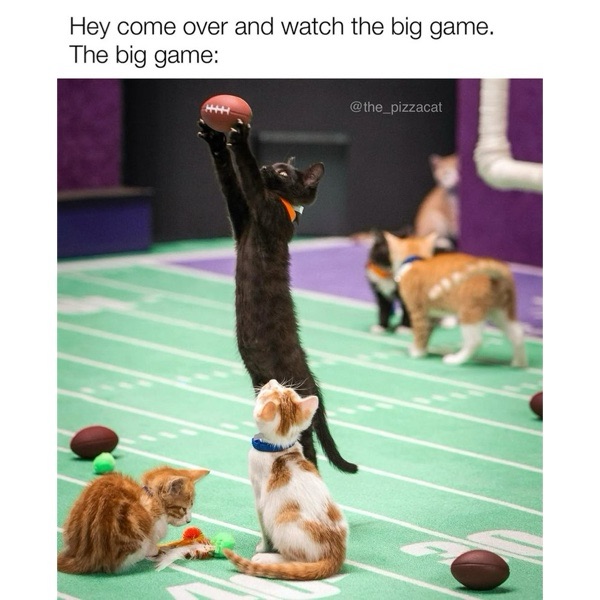 Cat Memes – Clean Memes