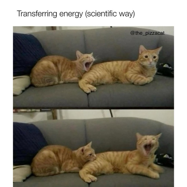 Cat Memes – Clean Memes