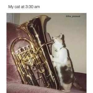 Cat Memes – Clean Memes