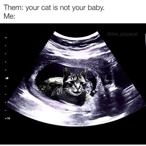 Cat Memes – Clean Memes