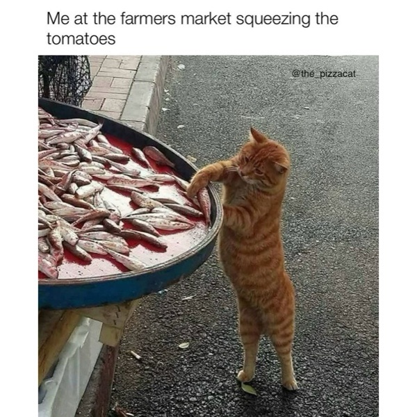 Cat Memes – Clean Memes