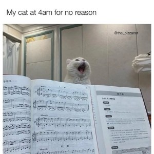 Cat Memes – Clean Memes