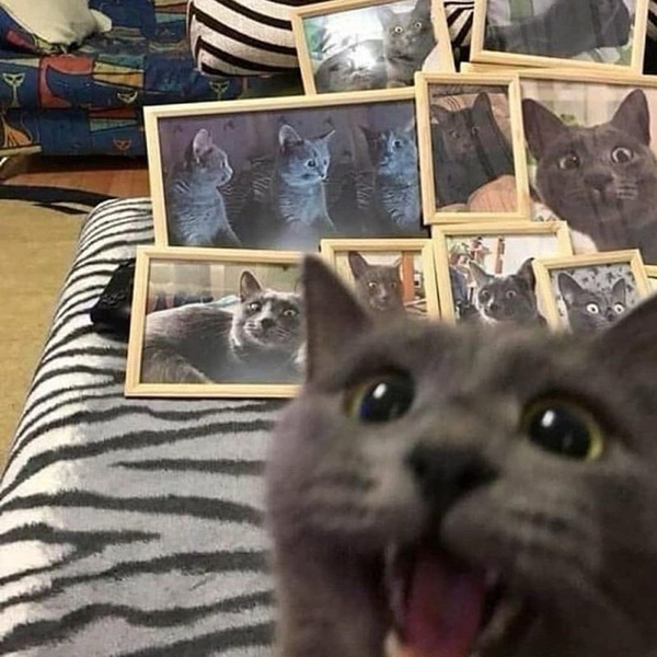 Cat Memes – Clean Memes