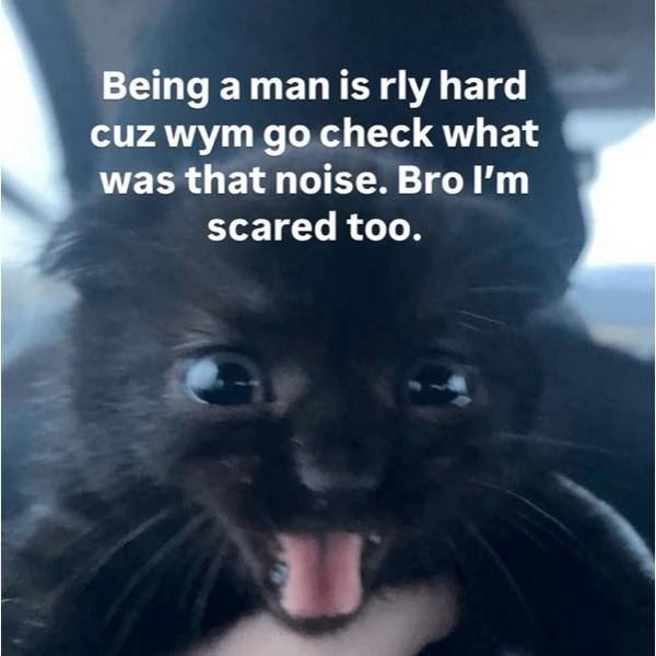 Cat Memes – Clean Memes