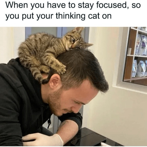 Cat Memes – Clean Memes