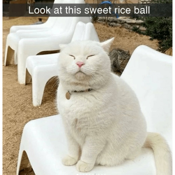 Cat Memes – Clean Memes